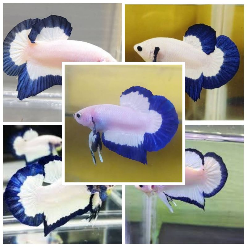 Jual Ikan Cupang Blue Rim Betta fish - Blue Rim Thailand Punya rim ...