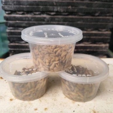 Jual Maggot BSF Hidup/Pakan Ikan Predator/30gr | Shopee Indonesia