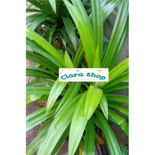 Jual Daun pandan wangi segar per ikat | Shopee Indonesia