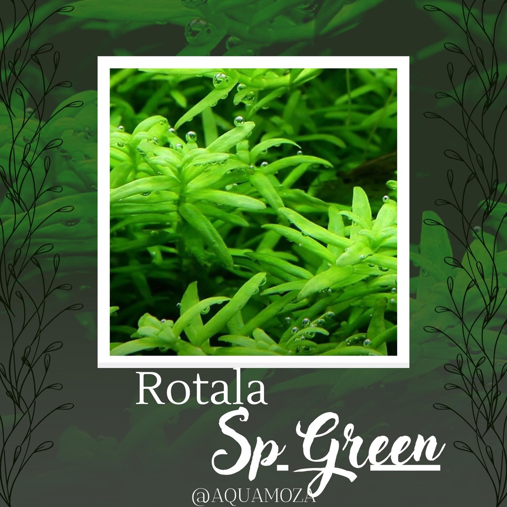 Jual Rotala Sp Green ( Tanaman Aquascape ) | Shopee Indonesia