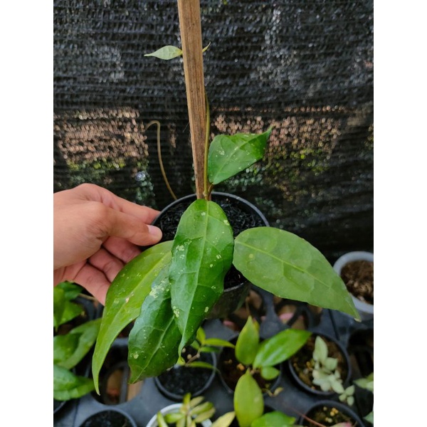 Jual Hoya Verticillata Sp Sumatra | Shopee Indonesia
