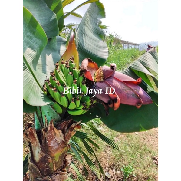 Jual Bibit Pisang Brazil - Pisang Mini Super | Shopee Indonesia
