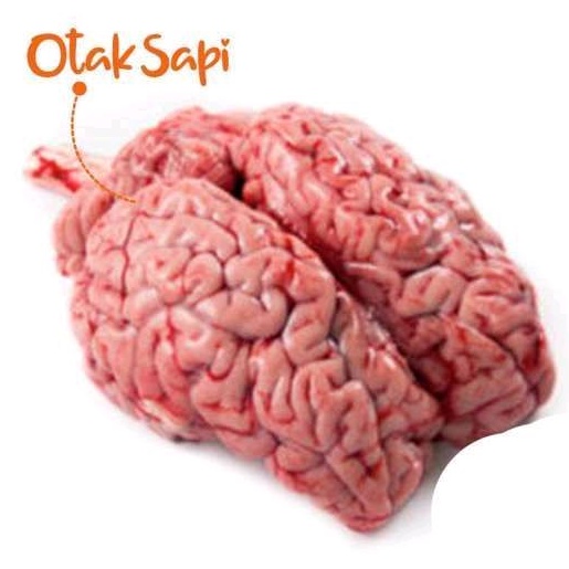 Jual Otak Sapi Lokal 1 PCS Fresh Lokal Halal | Shopee Indonesia