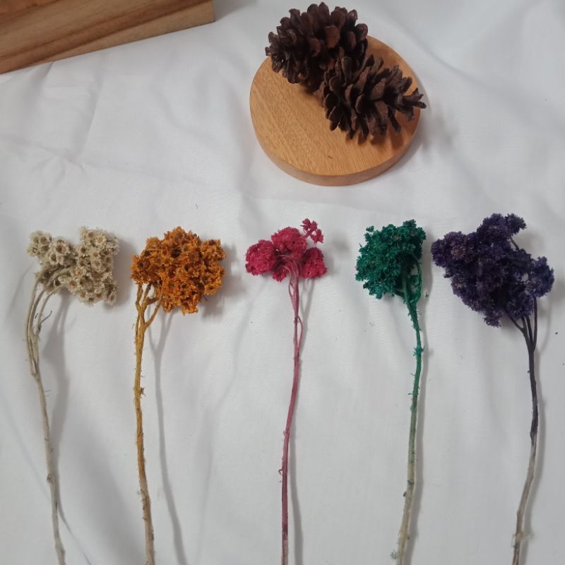 Jual 1 Tangkai Bunga Kering Dried Flower Hiasan Dekorasi | Shopee Indonesia