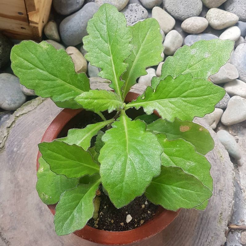 Jual Tanaman herbal daun dewa / samsit / Gynura divaricata | Shopee Indonesia