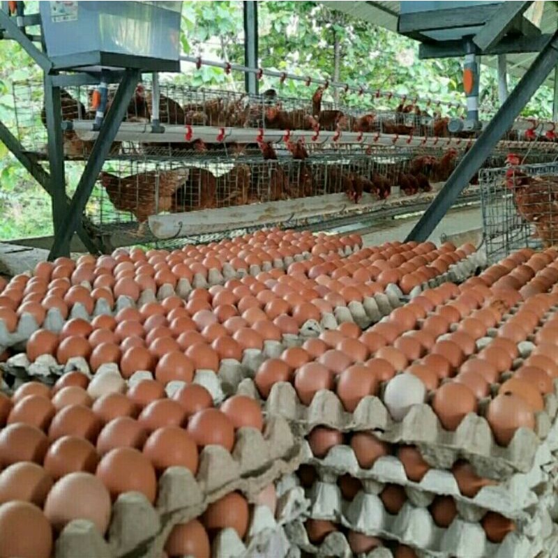 Jual TELUR AYAM RAS "FRESH" (Langsung dari peternakan kami) | Shopee ...