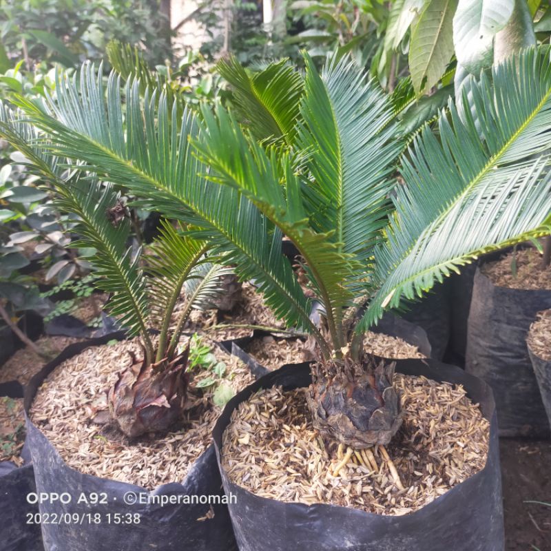 Jual Tanaman Hias Sikas Mawar Jambe Super | Shopee Indonesia