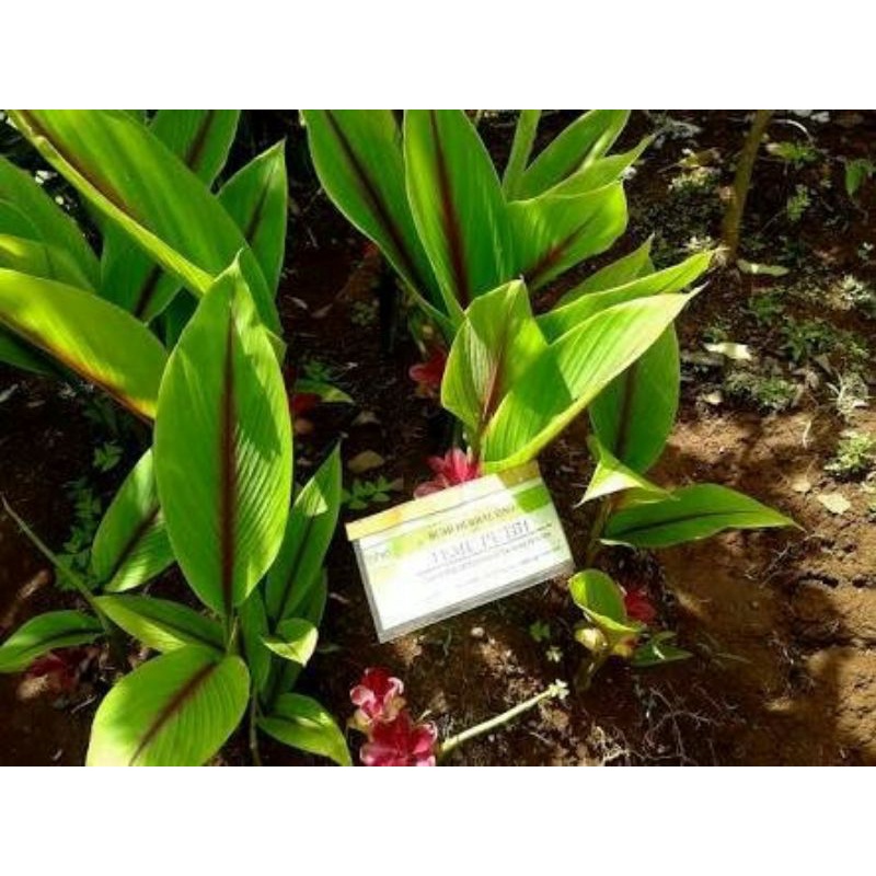 Jual BIBIT KUNYIT PUTIH / TEMU PUTIH (CURCUMA ZEDORIA) | Shopee Indonesia