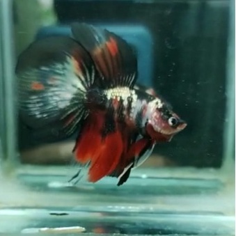 Jual CUPANG HM RKC 100%REALPICT (HMRKCMR) | Shopee Indonesia