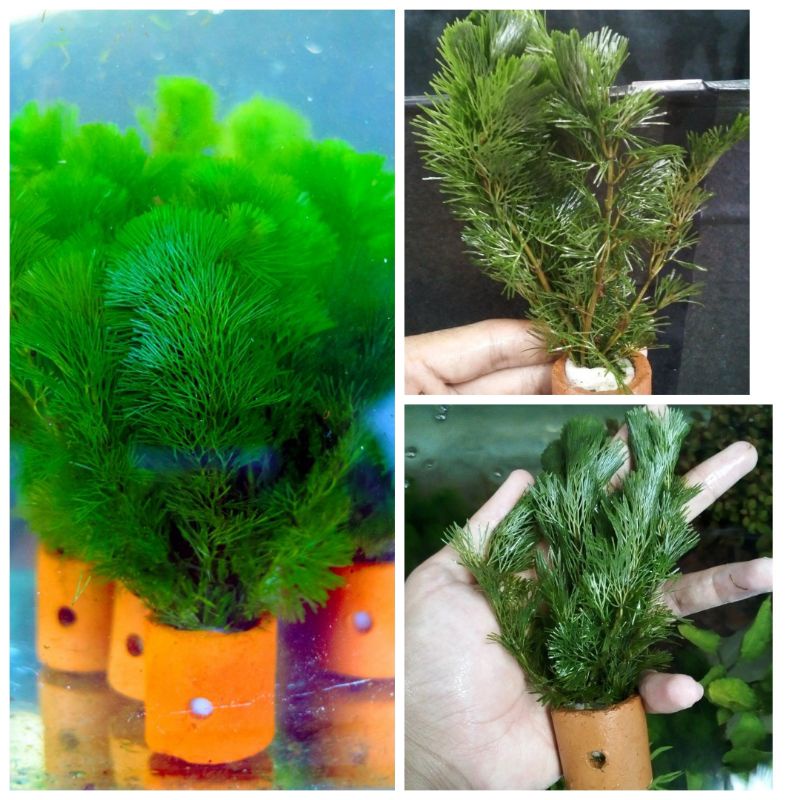 Jual Tanaman Air Aquascape Aquarium Terlengkap - Tanaman Air Hias ...