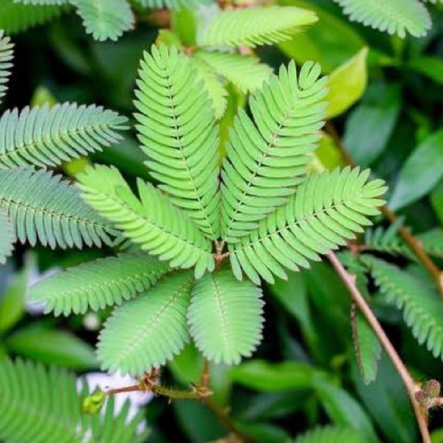 Jual daun putri malu segar 500gr petik langsung | Shopee Indonesia