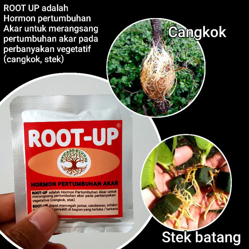 Jual ROOT UP ZPT Perangsang Akar Hormon Tanaman repack 10 gr | Shopee ...
