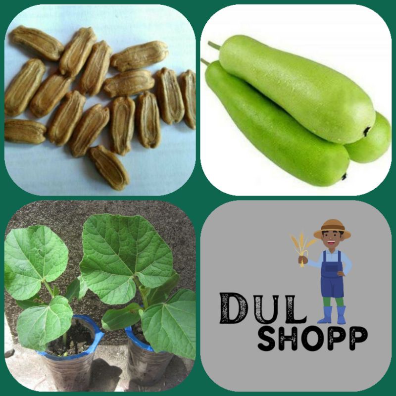 Jual 10 biji benih labu air hijau panjang/kukuk murah meriah | Shopee ...