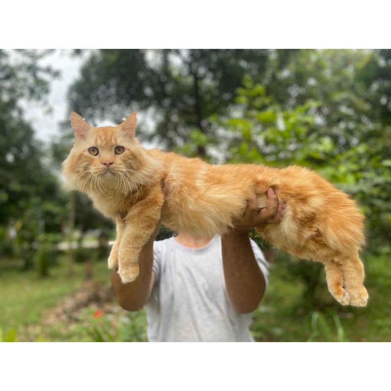 Jual jual kucing mainecoon jantan besar | Shopee Indonesia