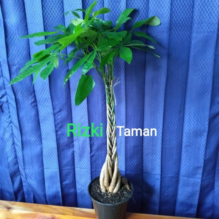 Jual Pacira kepang 9 money tree pohon uang pachira hoki | Shopee Indonesia