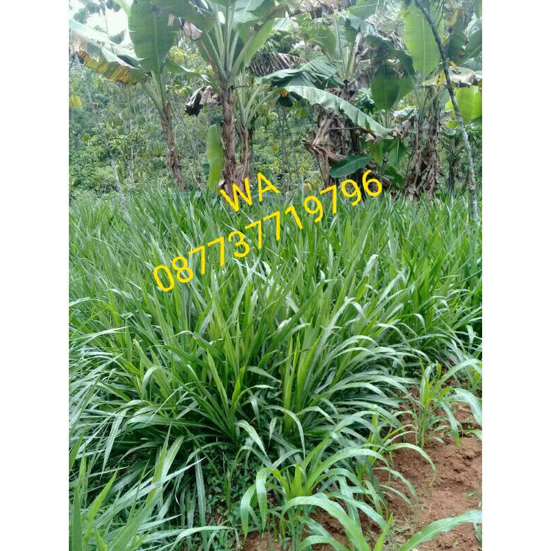 Jual Bibit rumput odot pakan ternak kambing dan sapi | Shopee Indonesia
