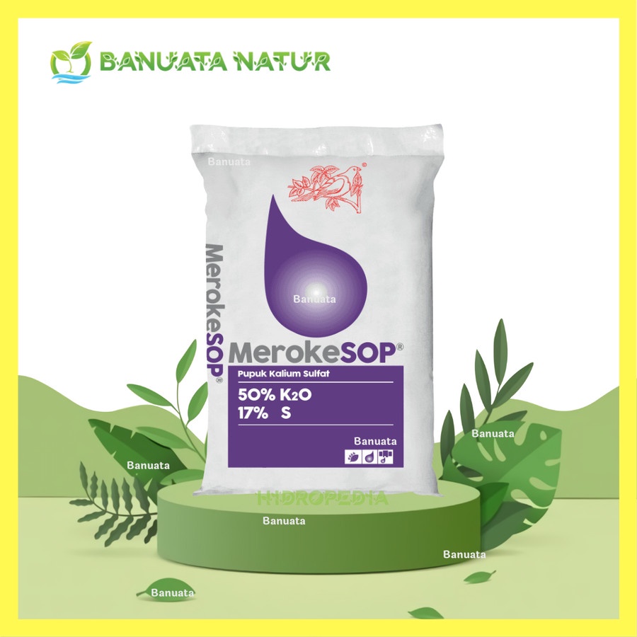 Jual Pupuk Meroke SOP Isi 1 Kg Berkualitas - Banuata | Shopee Indonesia