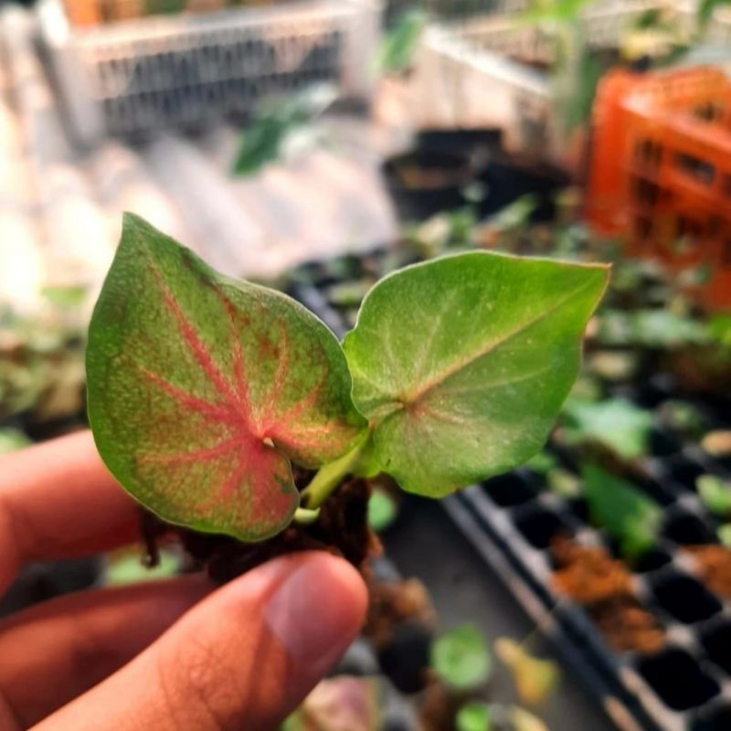 Jual Caladium DOH / bunga keladi / tanaman hias keladi murah / tanaman ...