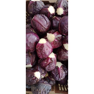 Jual KOL UNGU FRESH LANGSUNG PETIK KEBUN berat 1 kg | Shopee Indonesia