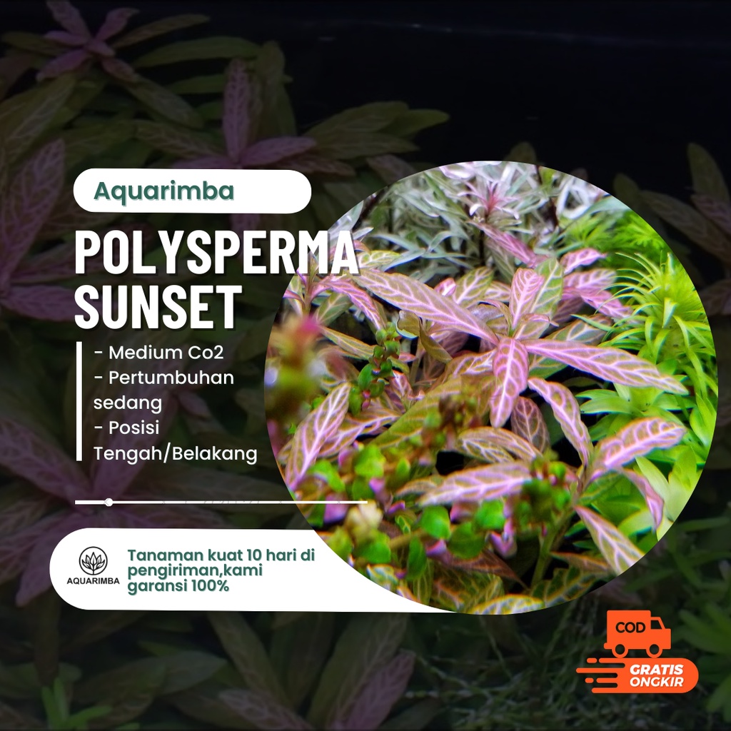 Jual Hygrophila polysperma Sunset - Tanaman Aquascape Tanpa Co2 Tanaman ...