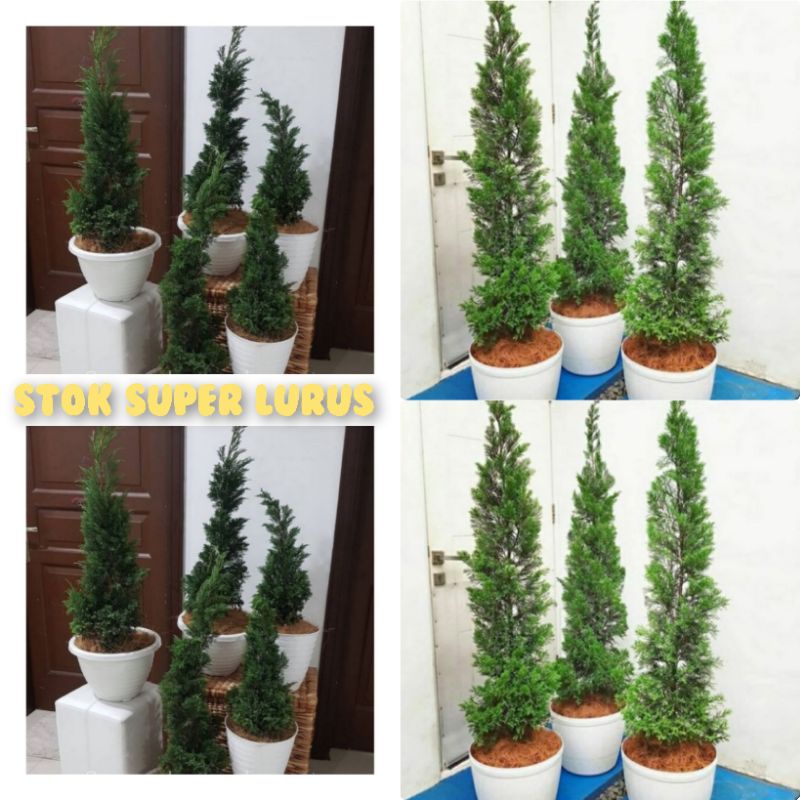 Jual tanaman cemara lilin besar tinggi 60cm stok super rimbun ...