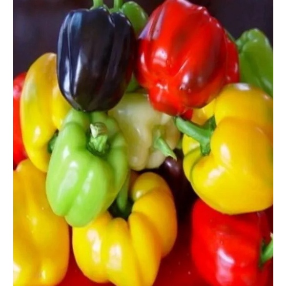 Jual Homegarden 100 pcs Benih Paprika Ungu Bibit Cabe Paprika Premium ...