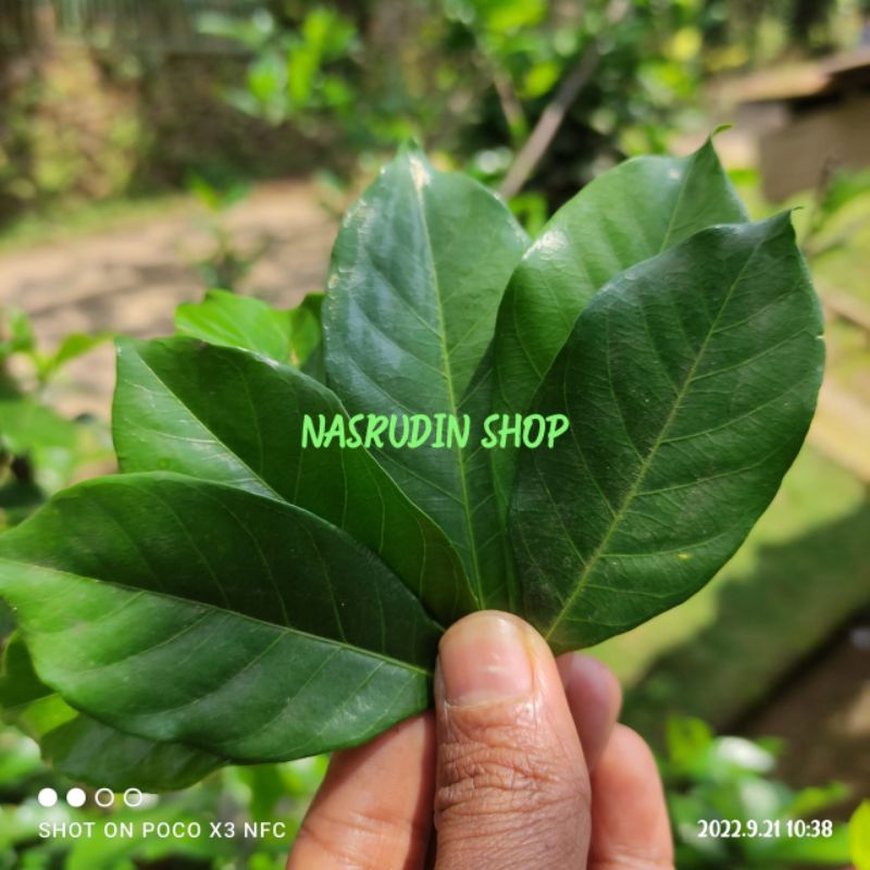 Jual DAUN KACA PIRING SEGAR 100 LEMBAR | DAUN KACAPIRING LANGSUNG PETIK ...