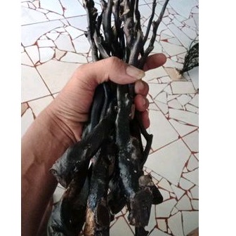 Jual mentahan akar bahar hitam ukuran jempol tangan berserat gurih ...