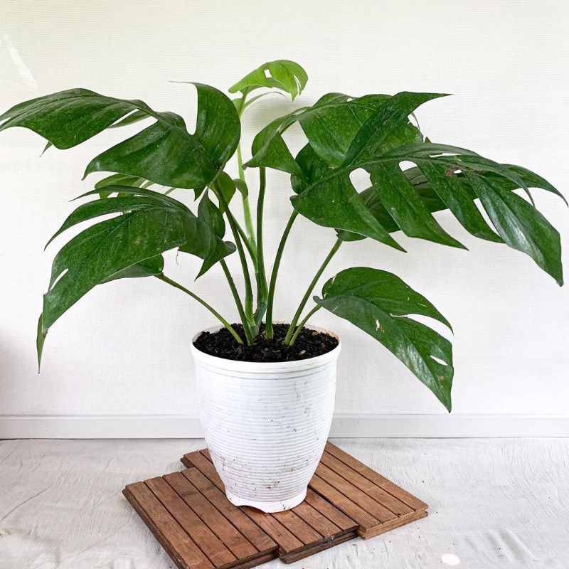 Jual Tanaman hias Epiprenum pinnatum - tanaman Ekor naga. | Shopee ...