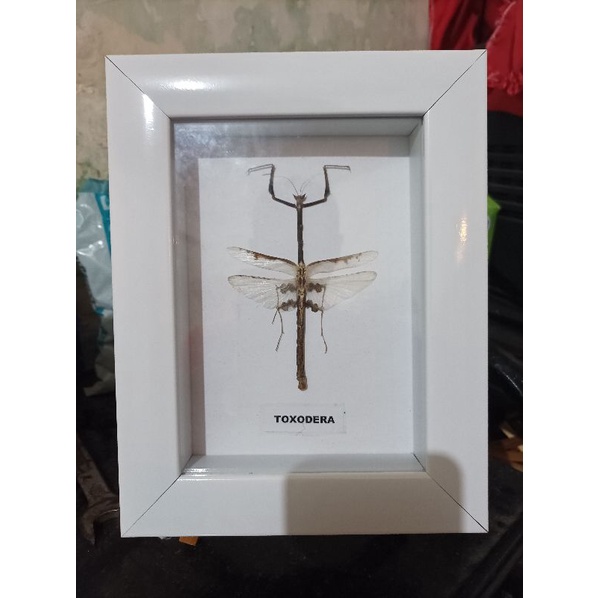 Jual taxydermi awetan serangga toxodera dalam pigura 15 x20 | Shopee ...