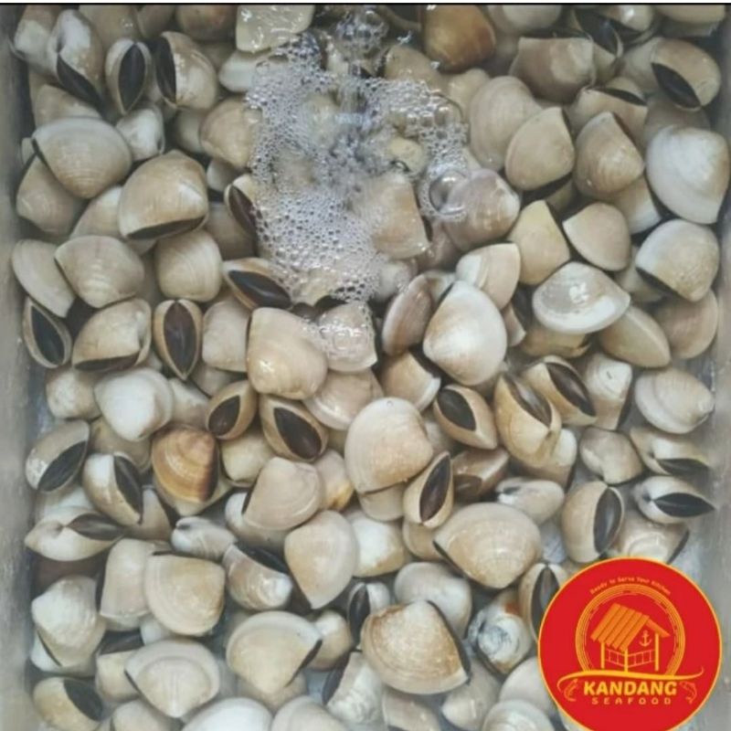 Jual Kerang Tahu Kepa Kepah Hidup Live Seafood Per Kg | Shopee Indonesia