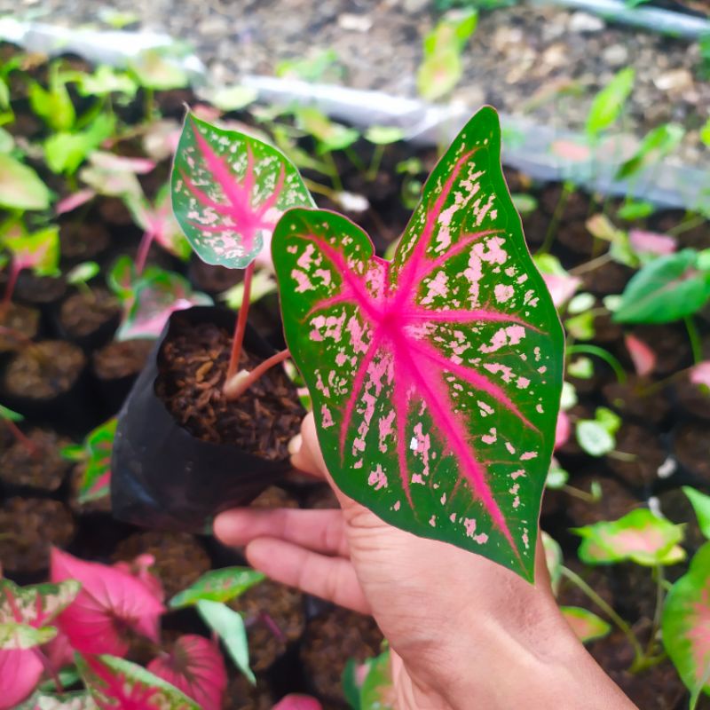 Jual TANAMAN KELADI/CALADIUM CAROLINE MURAH | Shopee Indonesia