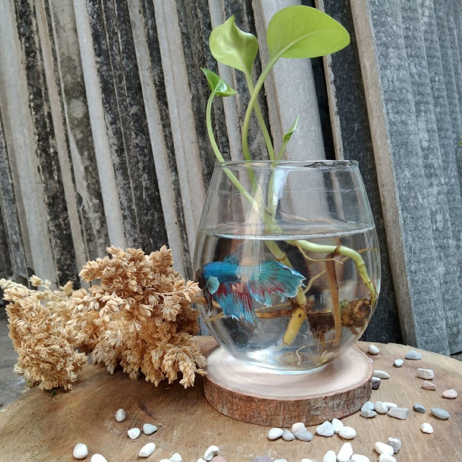 Jual Paket Vas Aquarium Ikan Hias Gelas Kaca Hiasan Ruang Tamu Ruang ...
