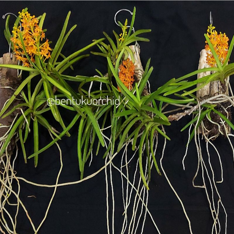 Jual anggrek vanda ascosentrum miniata warna orangr | Shopee Indonesia