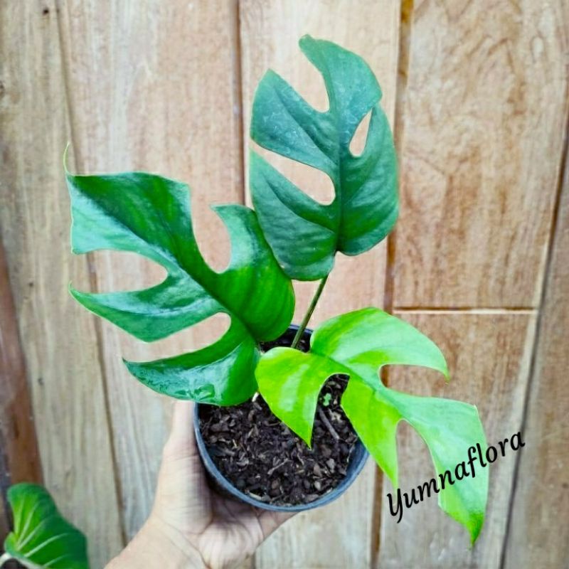 Jual tanaman hias Monstera tetrasperma Ekonomis BISA BAYAR DITEMPAT ...