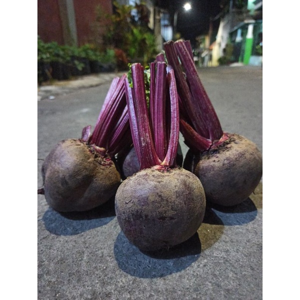 Jual Buah BIT 1Kg / Beet Root / Beet / Buah Bit / Buah Beet / Herbal ...