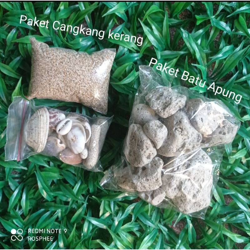 Jual Cangkang Kerang Batu Apung Property Foto Hiasan Aquarium | Shopee ...