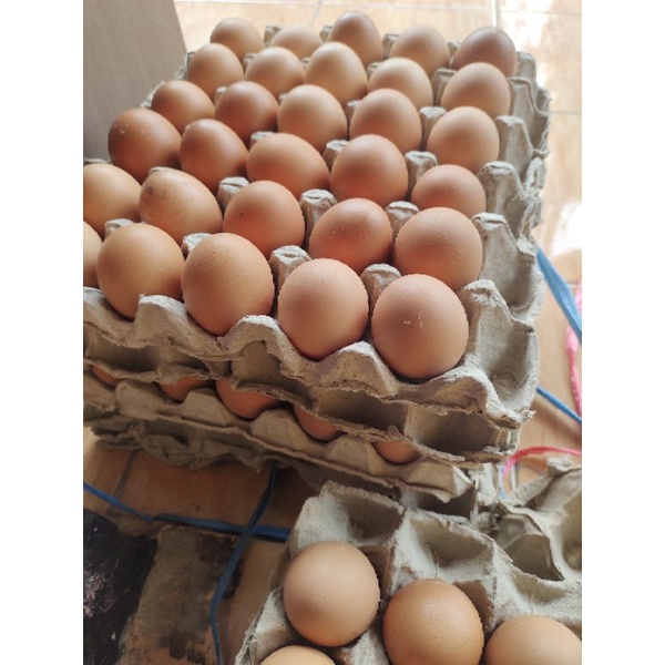 Jual telur ayam negeri satu ikat (15 kg) | Shopee Indonesia