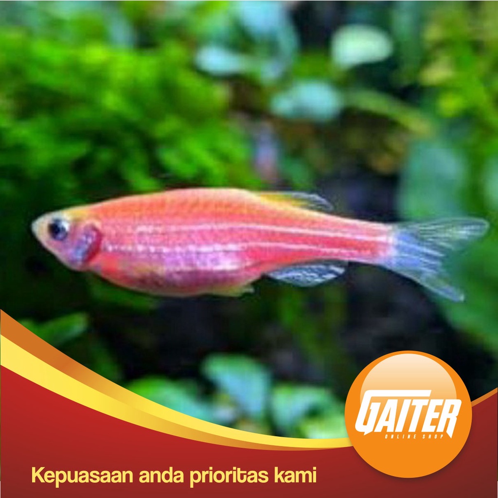 Jual Ikan Hias Danio Zebra Pink atau ungu | Shopee Indonesia