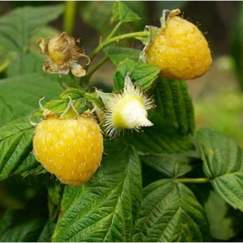 Jual Bibit Buah Raspberry Kuning / Yellow Raspberry / Golden Raspberry ...