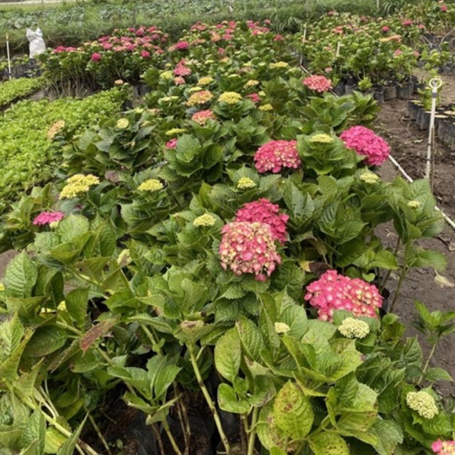Jual bunga pancawarna import hortensia hidup murah panca warna | Shopee ...