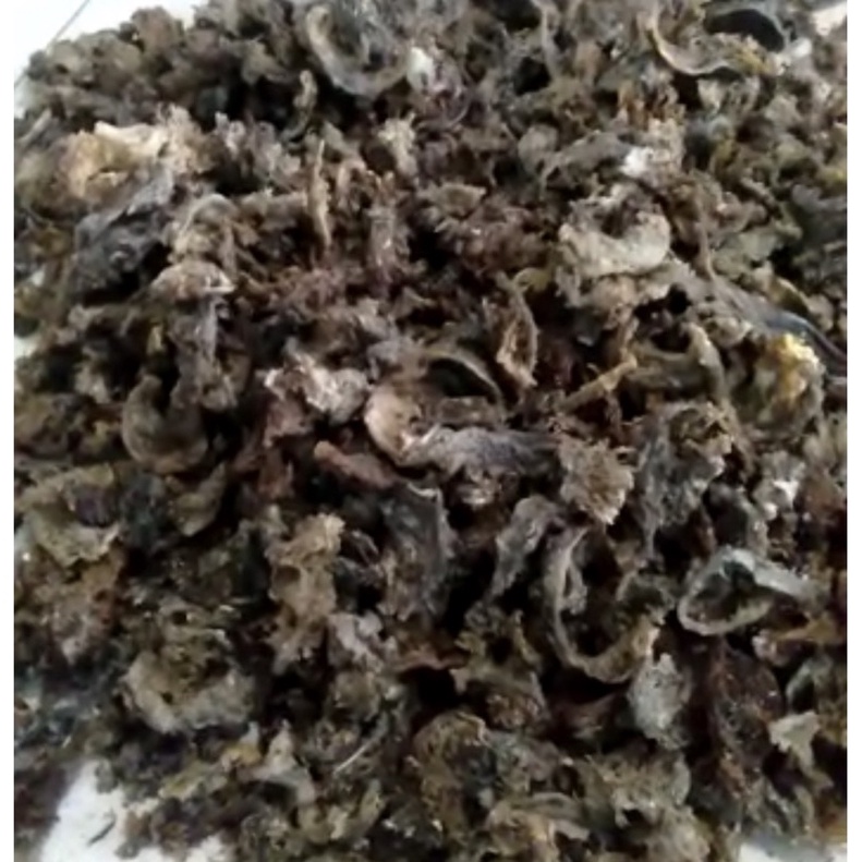 Jual Parfum Walet bentuk Sarang Walet Gua Asli / parfum walet / sarang ...