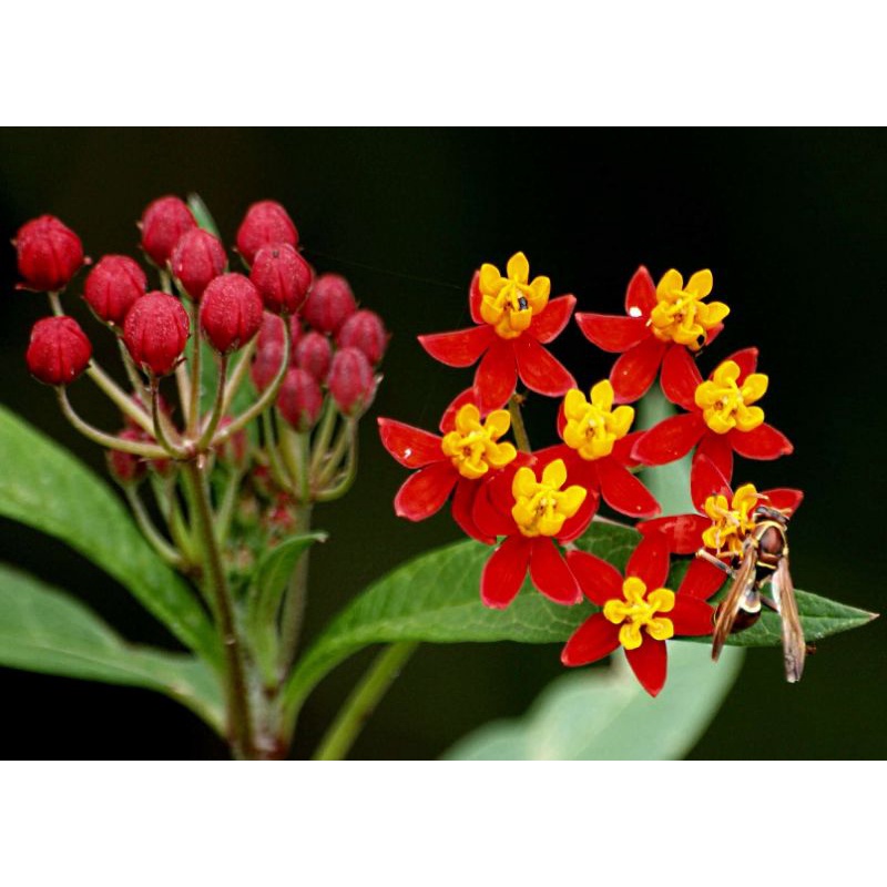 Jual biji kapas Cinde, tanaman hias dan vegetasi lebah madu,, tanaman ...