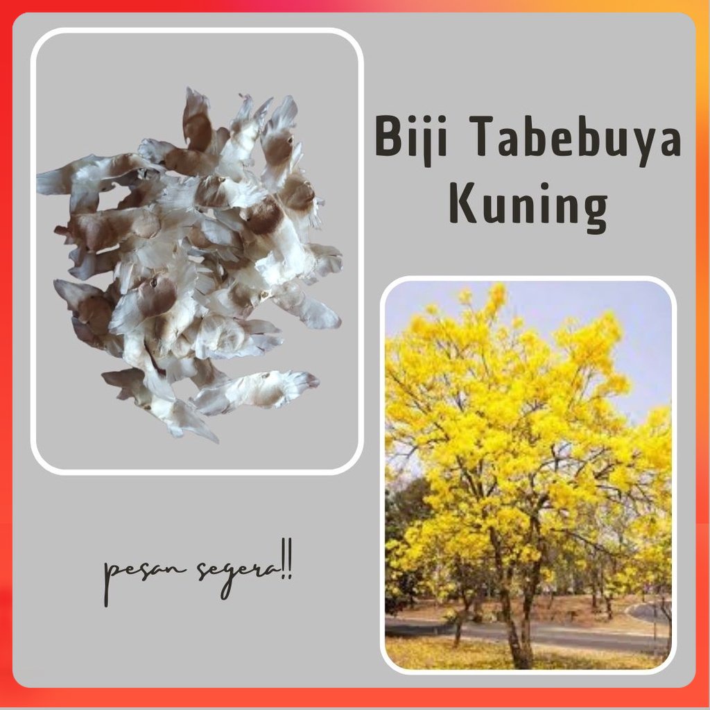 Jual Benih Biji Pohon Bunga Tabebuya Warna kuning 100gr siap semai ...