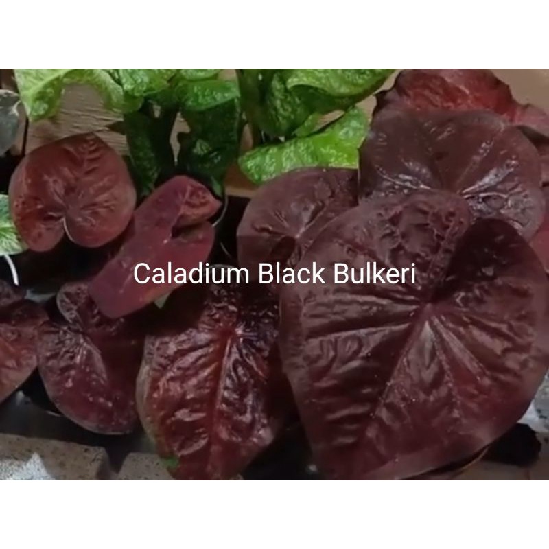 Jual Caladium MM series Black Bulkeri | Shopee Indonesia