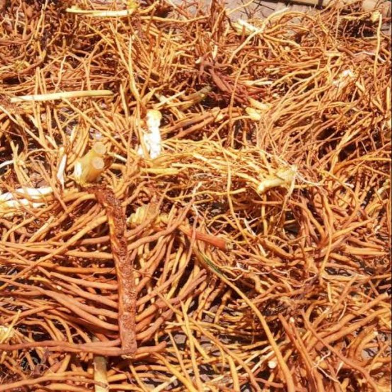 Jual Akar Tunjuk Langit Shopee Indonesia 