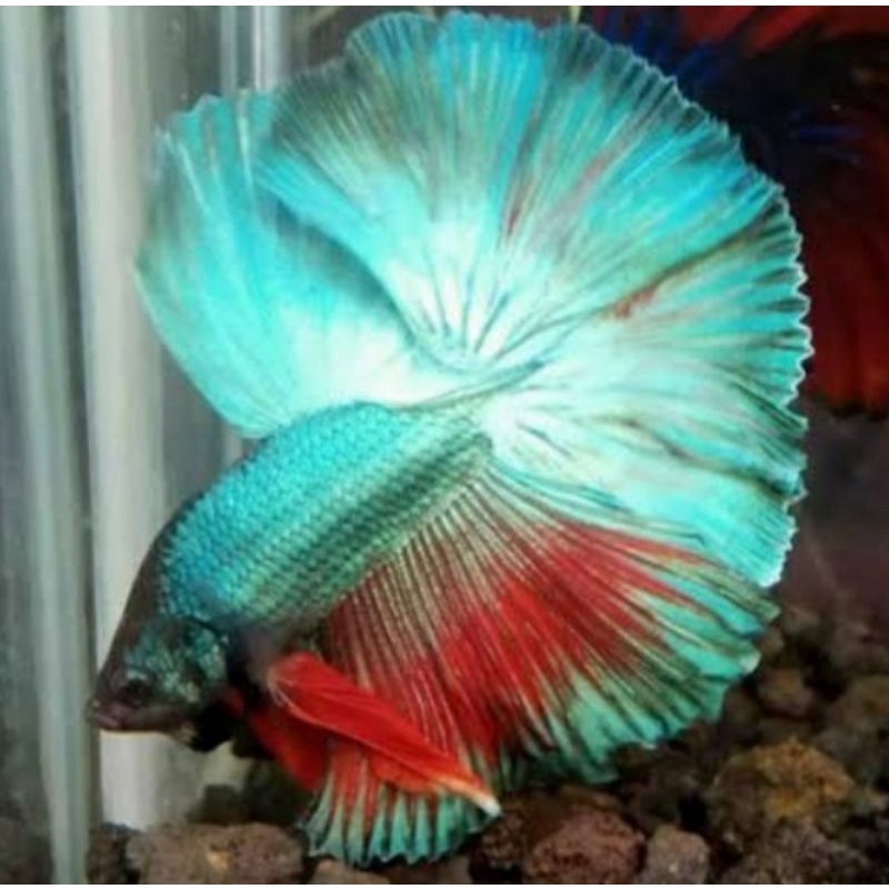 Jual Cupang Hm Rosetaile Warna Hijau Tosca Ukuran L+ Sudah Full Block ...