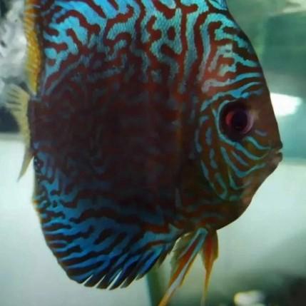 Jual Aquarium Ikan Discus Mozaik | Shopee Indonesia