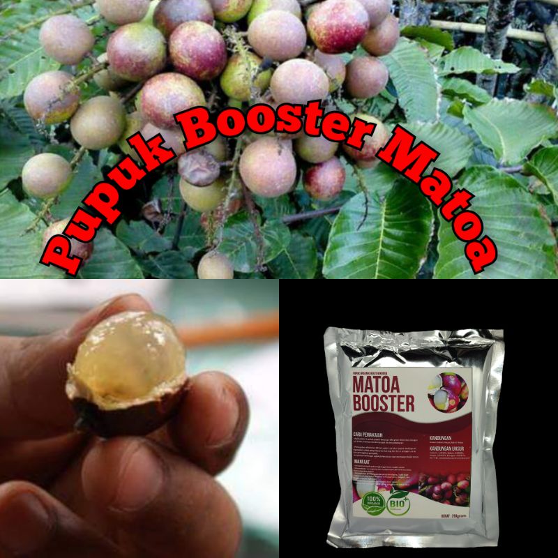 Jual Pupuk booster buah MatoaMurah Pupuk booster buah organik non kimia ...