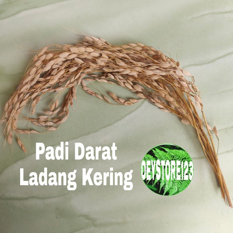 Jual Benih padi huma darat per 1 ikat isi 25 tangkay | Shopee Indonesia
